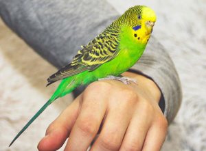 Why Does My Budgie Nibble My Finger? What It Means and What to Do