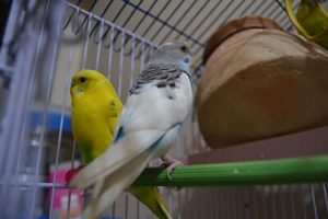 How Often Do Budgies Poop? Can Poop Indicate Budgies’ Health Condition?