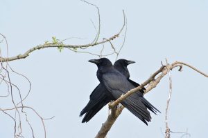 Are Crows Attracted to Shiny Objects? If not, Why?