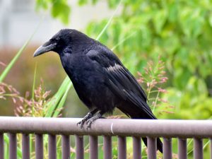 Are Crows Attracted to Shiny Objects? If not, Why?