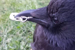 Are Crows Attracted to Shiny Objects? If not, Why?