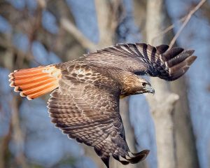 Hawk Approaching Speed: How Fast Can a Hawk Fly?