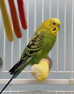 How Often Do Budgies Poop? Can Poop Indicate Budgies’ Health Condition?