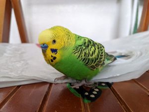 How Often Do Budgies Poop? Can Poop Indicate Budgies’ Health Condition?