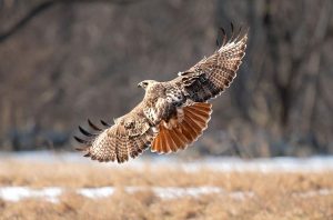 Hawk Approaching Speed: How Fast Can a Hawk Fly?