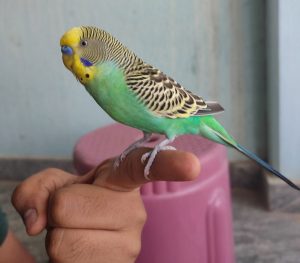How Often Do Budgies Poop? Can Poop Indicate Budgies’ Health Condition?