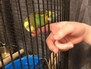 Why Does My Budgie Nibble My Finger? What It Means and What to Do