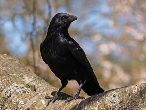 Are Crows Attracted to Shiny Objects? If not, Why?