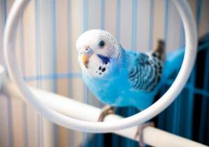Blue Budgie: All You Need to Know About It