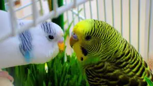 What Do Budgies Eat And What They Don't? A Complete List