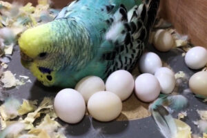 Budgie Egg Hatching Chart: How To Understand It Properly?