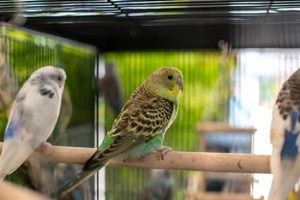 How Often Do Budgies Poop? Can You Potty Train It? (Poop Chart)