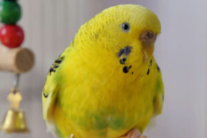 Budgie Mites & Lice: How to Identify, Treat and Prevent?