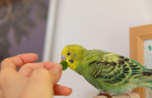 Budgie Mites & Lice: How to Identify, Treat and Prevent?