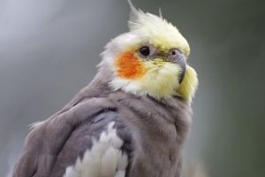 Cockatiel Puffed Up: Why Does It Puff Up? How to Help?