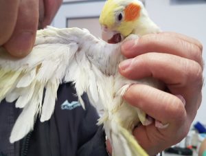 Why Is My Cockatiel Losing Feathers?- How Can I Help?