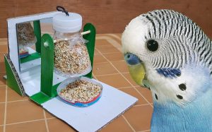 11 Toys For Budgies To Keep It Entertained All Day Long
