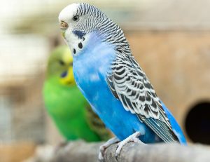 How Often Do Budgies Poop? Can You Potty Train It? (Poop Chart)