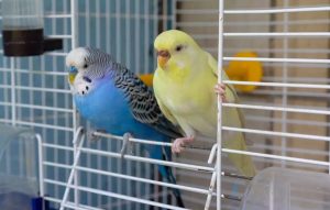 How Often Do Budgies Poop? Can You Potty Train It? (Poop Chart)