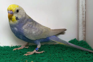 How To Breed Rainbow Budgie? (+ Mutation Chart) - Simple Steps