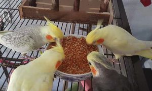 Why Is My Cockatiel Eating So Much?- How Much Is Too Much?