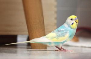How Often Do Budgies Poop? Can You Potty Train It? (Poop Chart)