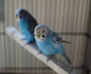 Blue Budgie: All You Need to Know About It