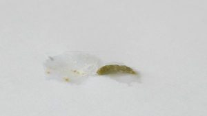 How Often Do Budgies Poop? Can You Potty Train It? (Poop Chart)