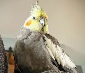 Cockatiel Puffed Up: Why Does It Puff Up? How to Help?