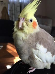 Cockatiel Puffed Up: Why Does It Puff Up? How to Help?