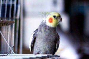 Cockatiel Hissing and Biting: Possible Reasons and Solutions