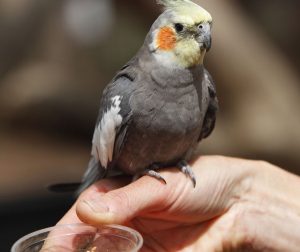 Why Is My Cockatiel Shaking or Shivering?- 6 Reasons Explained!