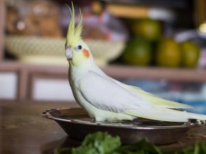 Why Is My Cockatiel Shaking or Shivering?- 6 Reasons Explained!