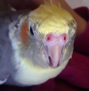 Why Is My Cockatiel's Nose Red?- What Are The Causes?