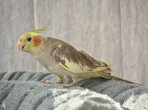 Cockatiel Hissing and Biting: Possible Reasons and Solutions