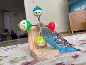 11 Toys For Budgies To Keep It Entertained All Day Long