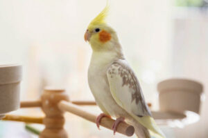 Cockatiel As Pets: Best And Worst Things About Owning It