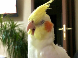 Why Is My Cockatiel Yawning And Shaking Its Head? [Explained]
