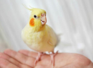 Cockatiel Poop Chart: A Beginner-Friendly Guide To Get Started