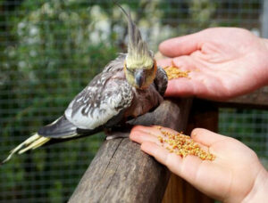Diarrhea In Cockatiels: What Are The Causes And Treatment?