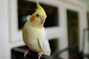 Do Cockatiels Get Cold? How to Keep Cockatiels Warm in Winter?