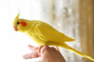 Depressed and Sad Cockatiel? Here’s How To Make It Happy?