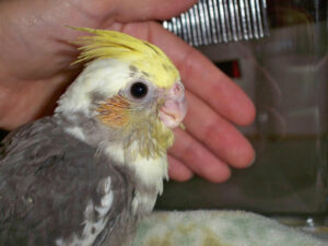 My Cockatiel Died Suddenly: What Could Be the Reason?