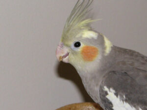 How to Calm and Tame a Scared Cockatiel in 1 Day? (A Step-By-Step Guide)