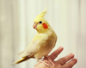 Do Cockatiels Get Cold? How to Keep Cockatiels Warm in Winter?