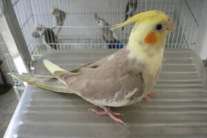 Cockatiel Signs of Affection: 9 Ways to Know It Likes You