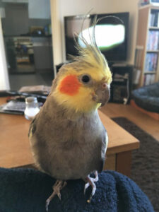 Cockatiel Vomiting or Regurgitating: Causes, Treatment, Precautions