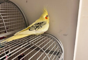 Why Does My Cockatiel Face The Wall? Reasons and Solutions