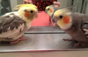 Cockatiel Age: How to tell the age of your pet cockatiel?