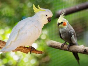 Cockatiel Vs. Cockatoo: Identification, Differences, Similarities